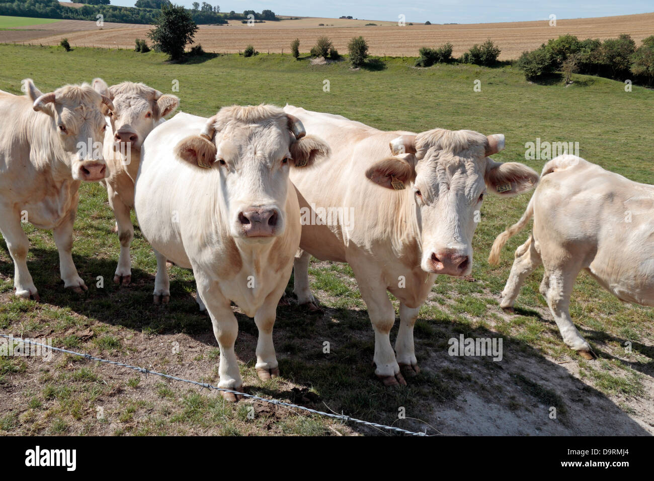 A small herd of bull (male) cows with tipped horns in a field in ...
