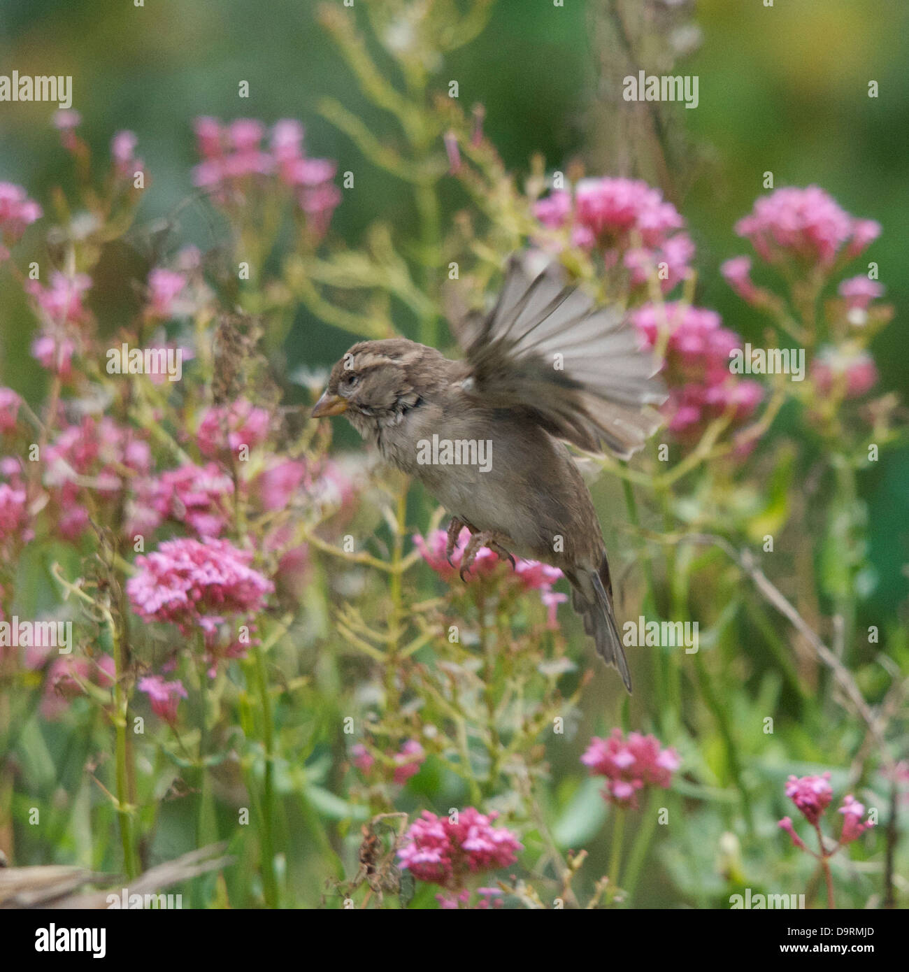 Sparrow hovers near food Stock Photo - Alamy