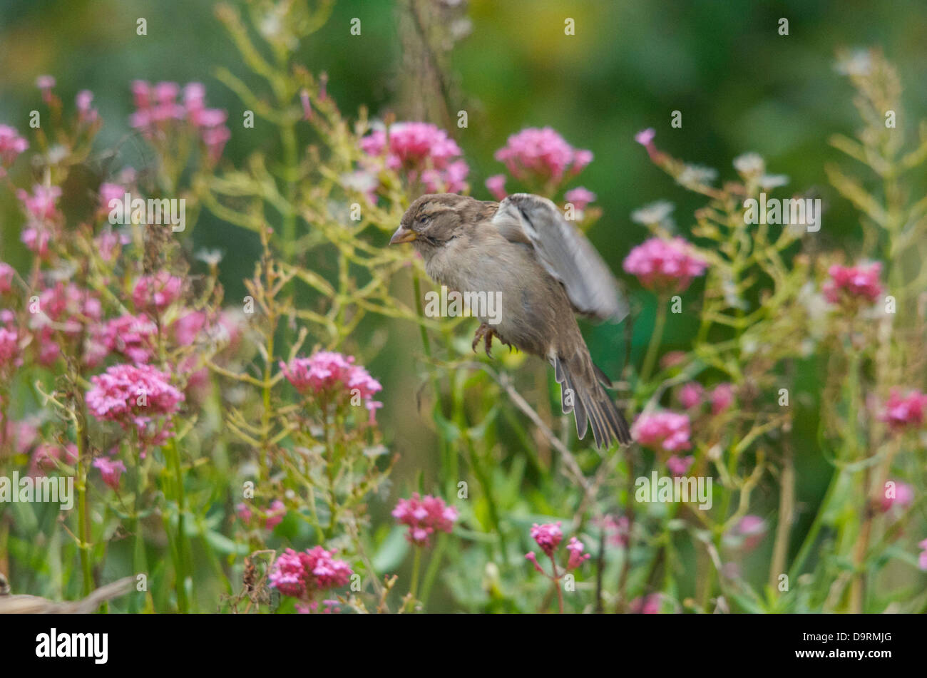 Sparrow hovers near food Stock Photo - Alamy