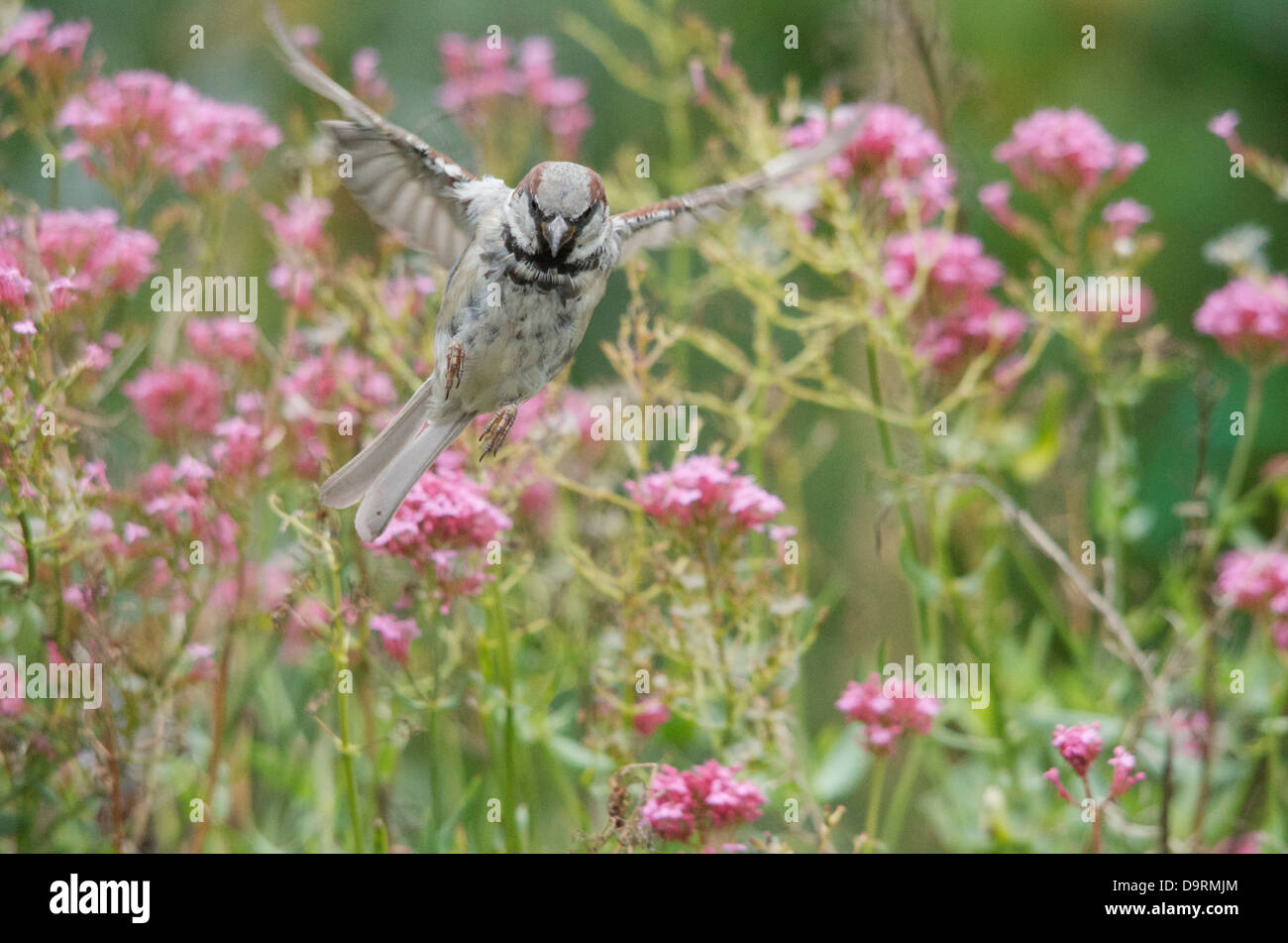 Sparrow hovers near food Stock Photo - Alamy