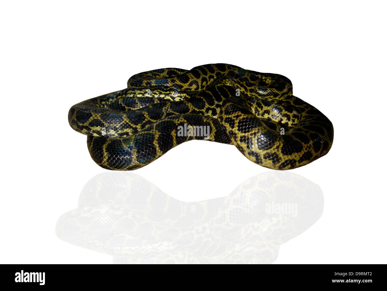 image of big python isolated on white background Stock Photo - Alamy