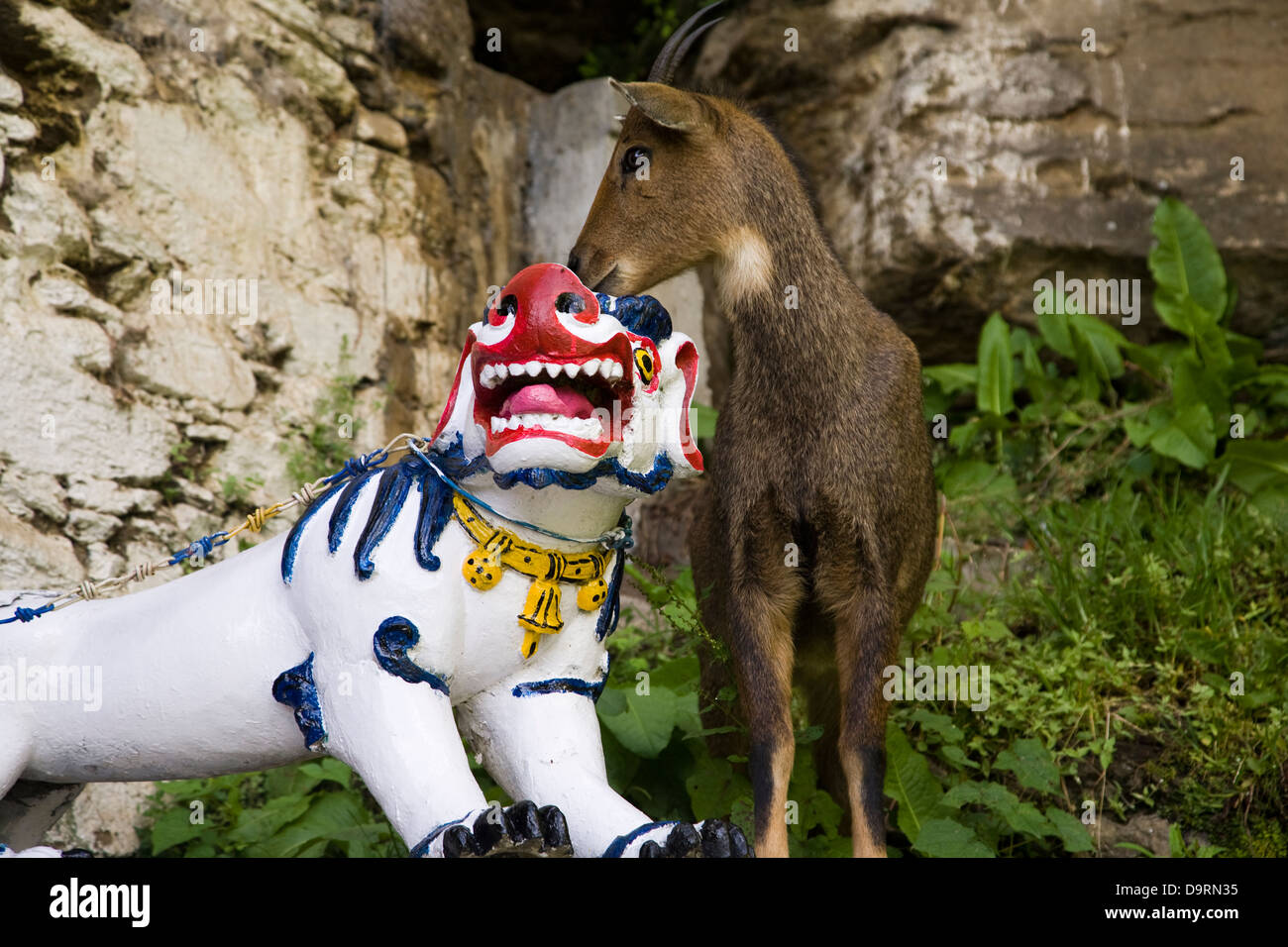 Mountain goat (Chara) and statue at Cheri Goemba monastery, Thimphu ...