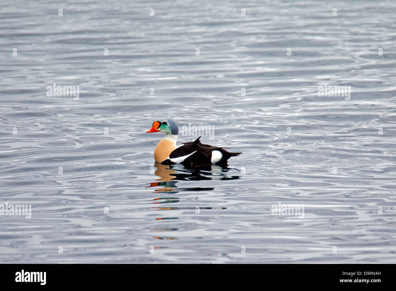 King Eider (Somateria spectabilis) duck in breeding plumage swimming in ...