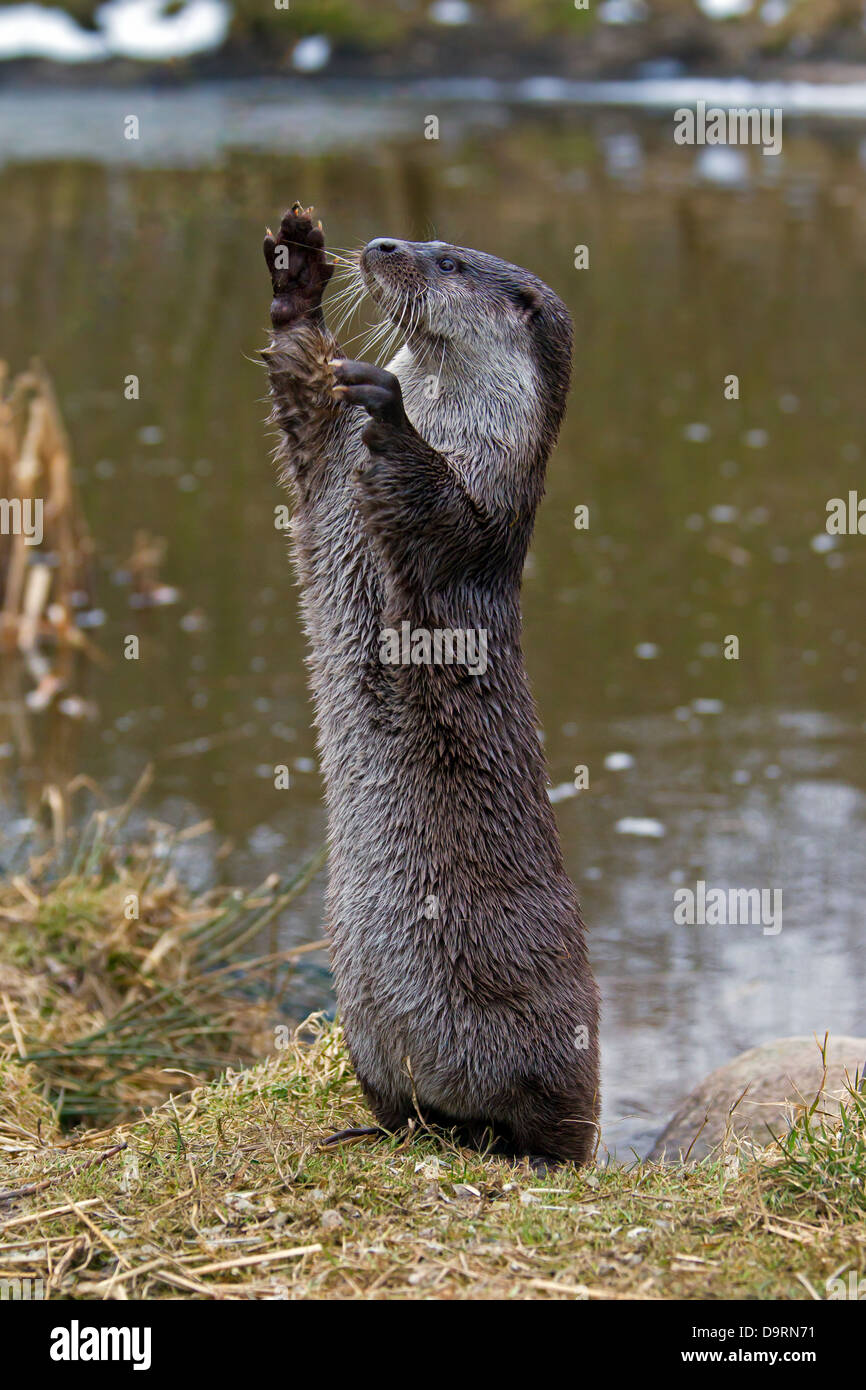 Common European river otter (Lutra lutra) standing upright on hind legs ...