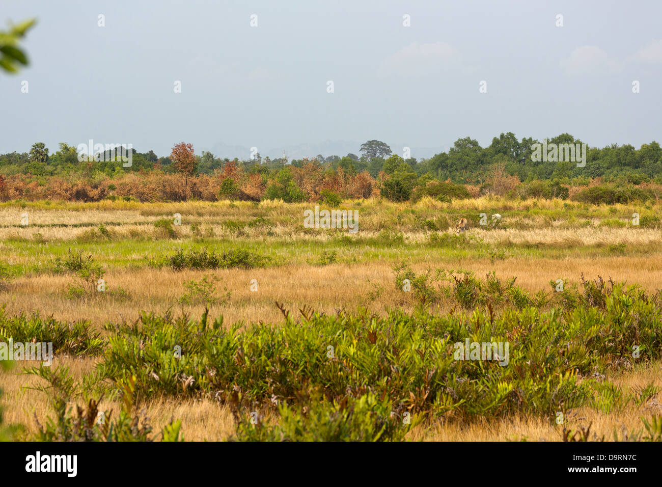 Rural Landscape in the Kampot Province of Cambodia Stock Photo - Alamy