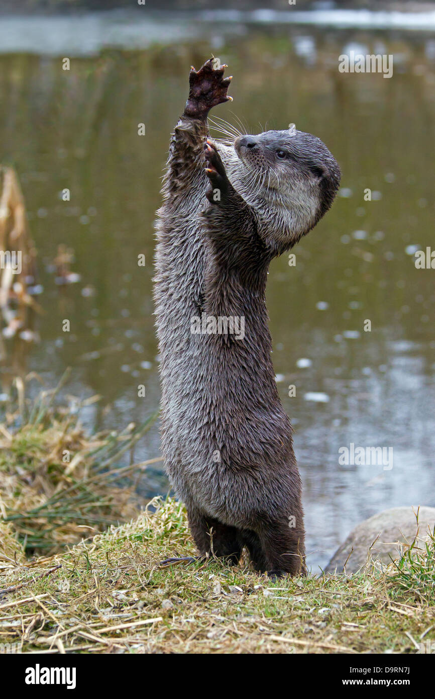 Common European river otter (Lutra lutra) standing upright on hind legs ...
