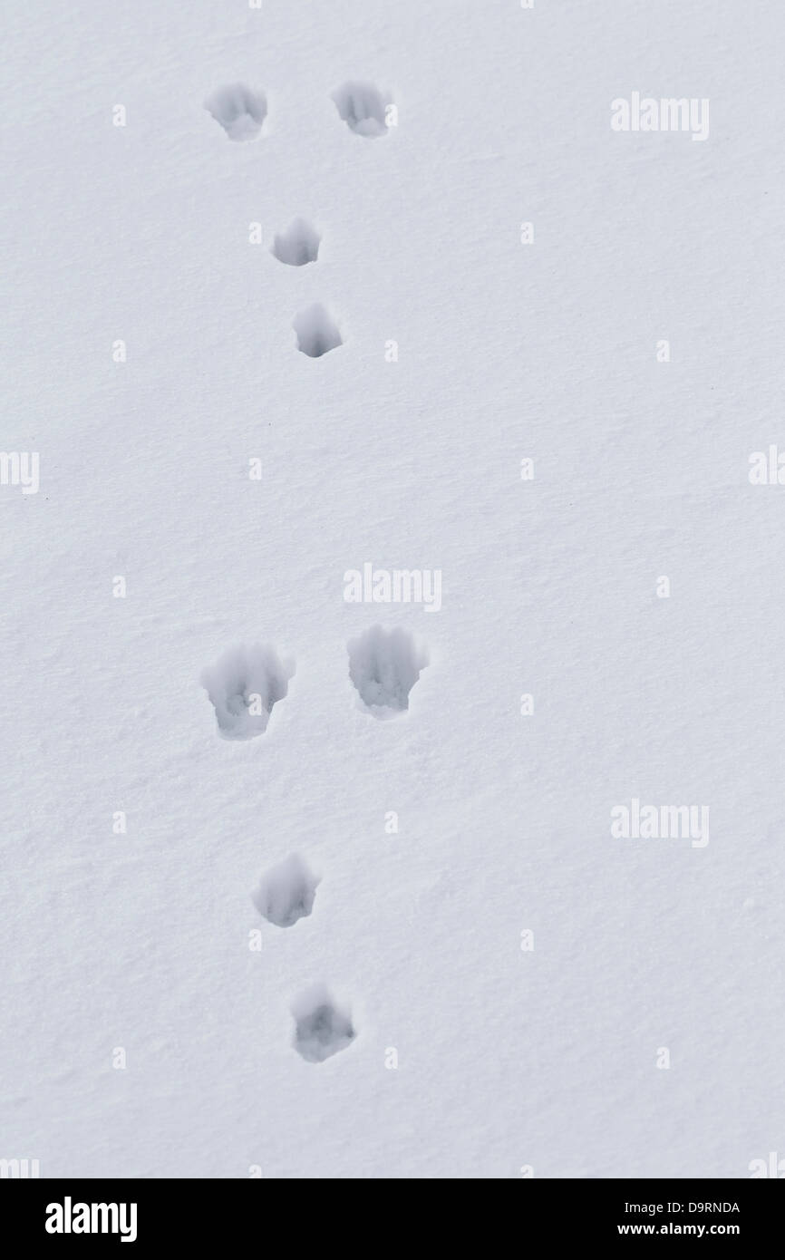 Footprint hare hi-res stock photography and images - Alamy