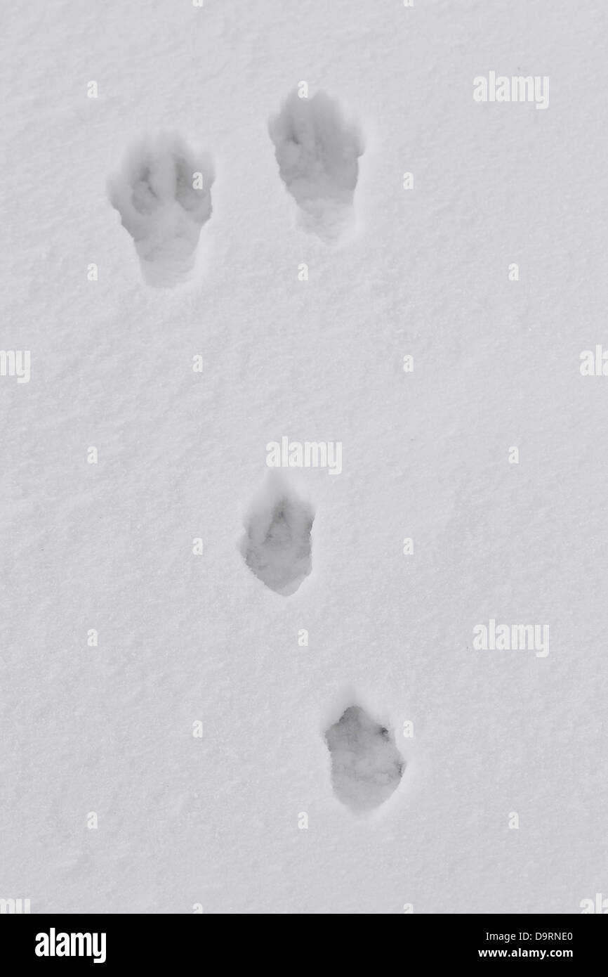 European brown hare (Lepus europaeus) footprints in the snow in winter ...