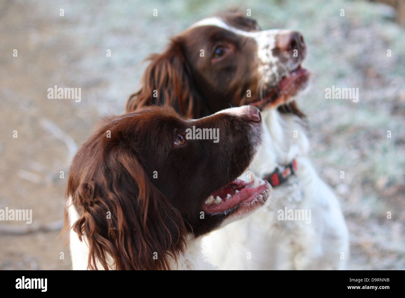 Two cute liver and white working type english springer spaniel family ...