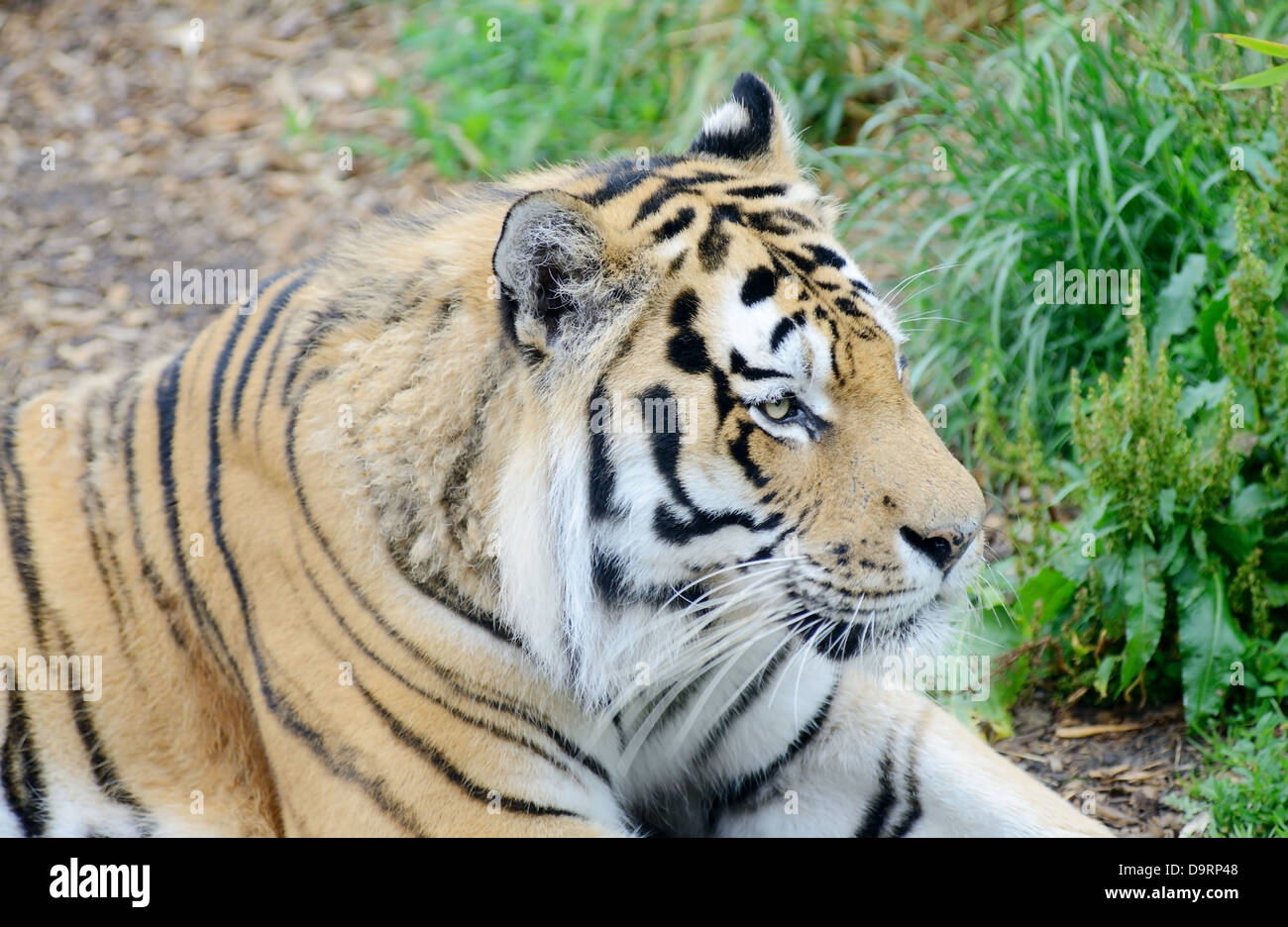 Tiger Camouflage Grass High Resolution Stock Photography and Images - Alamy