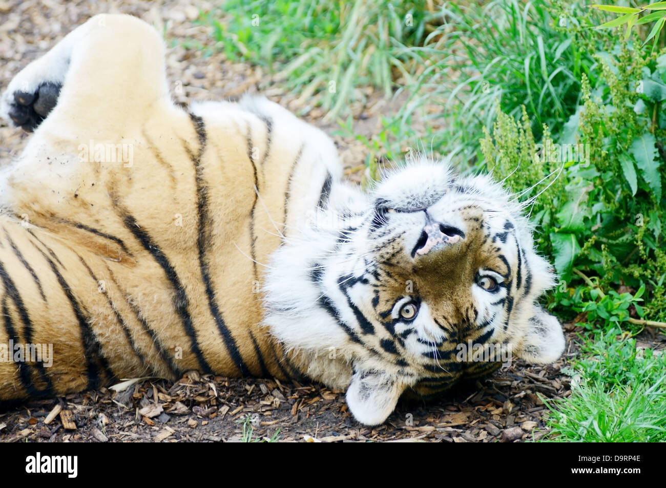 Tiger in grass camouflage hi-res stock photography and images - Alamy