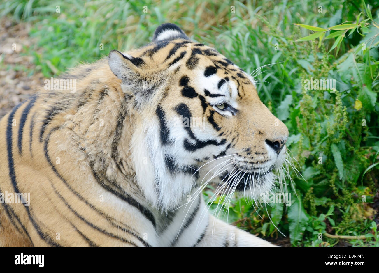 Siberian tiger profile hi-res stock photography and images - Alamy