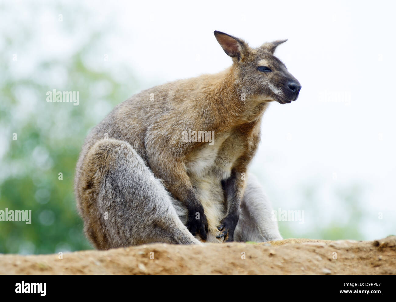 One wallaby alone sitting and resting looking sleepy Stock Photo - Alamy