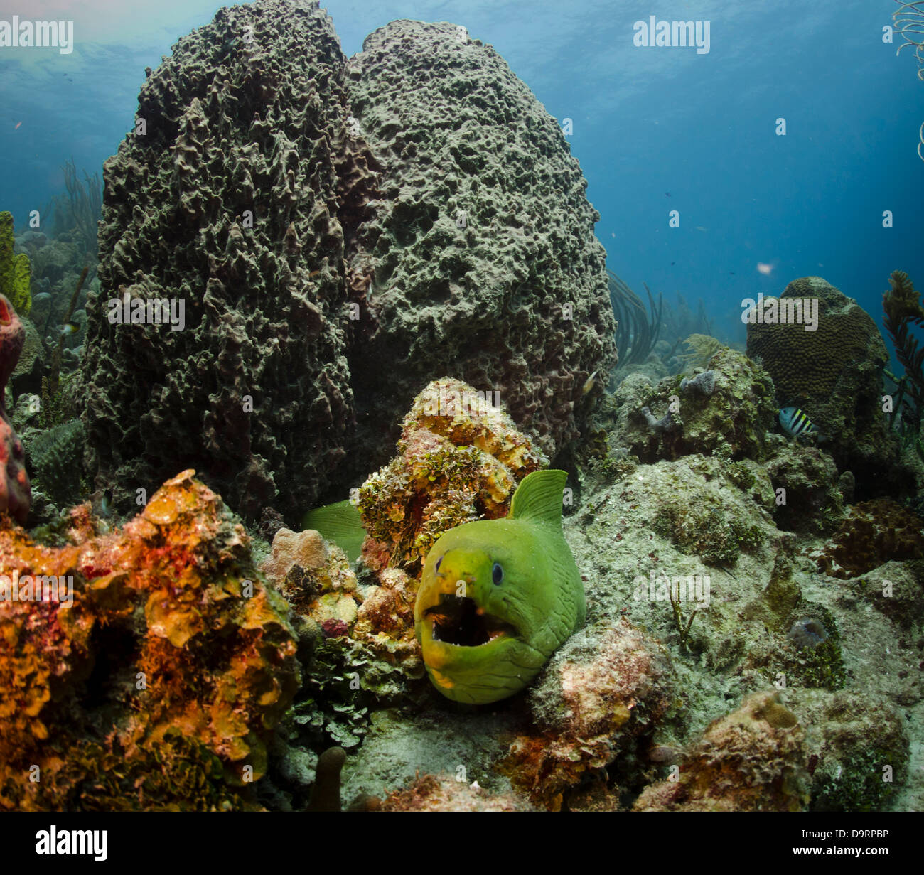 Green moray eel shot in San Andres, Colombia in the Caribbean Stock ...