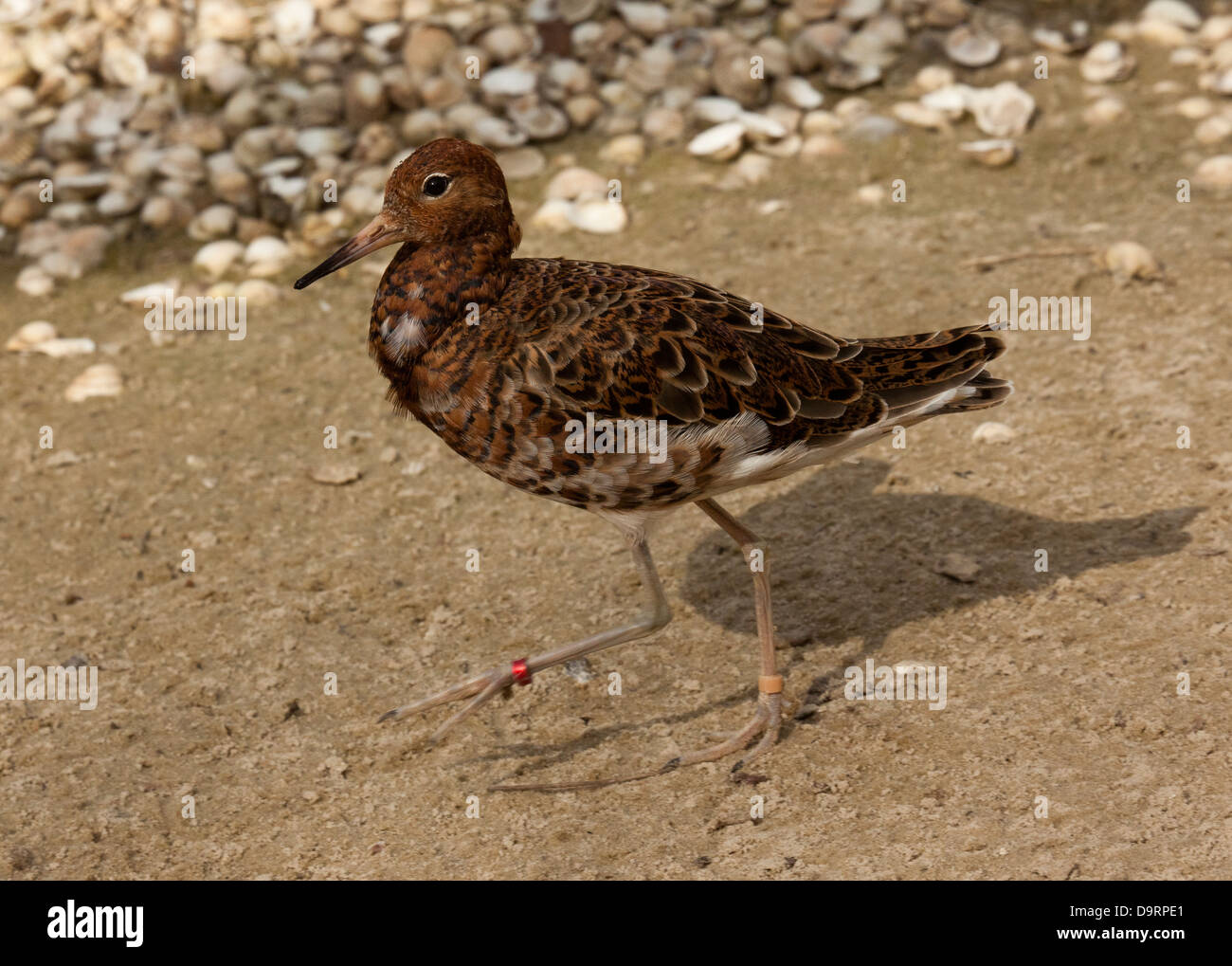 A female Ruff (Philomachus Pugnax" walking Stock Photo - Alamy