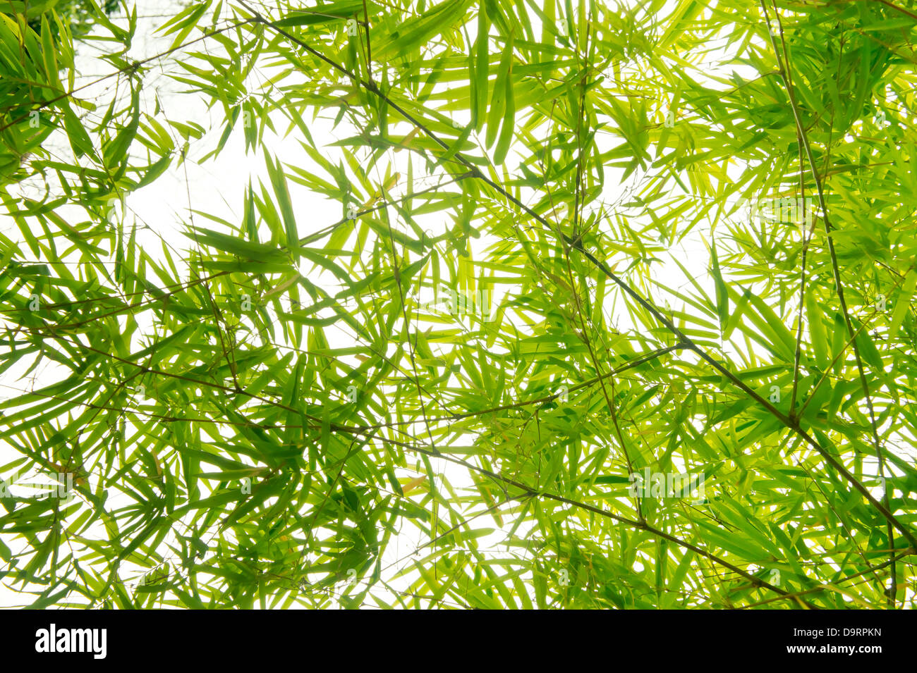 The fresh green bamboo leaves background Stock Photo - Alamy