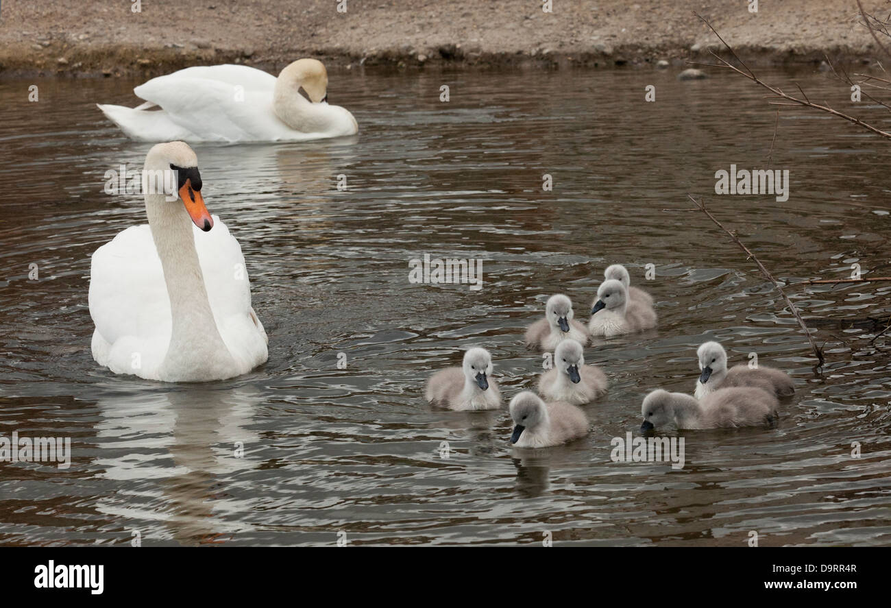 A pair of Mute swans (Cygnus Olor) swimming with their nine cygnets ...