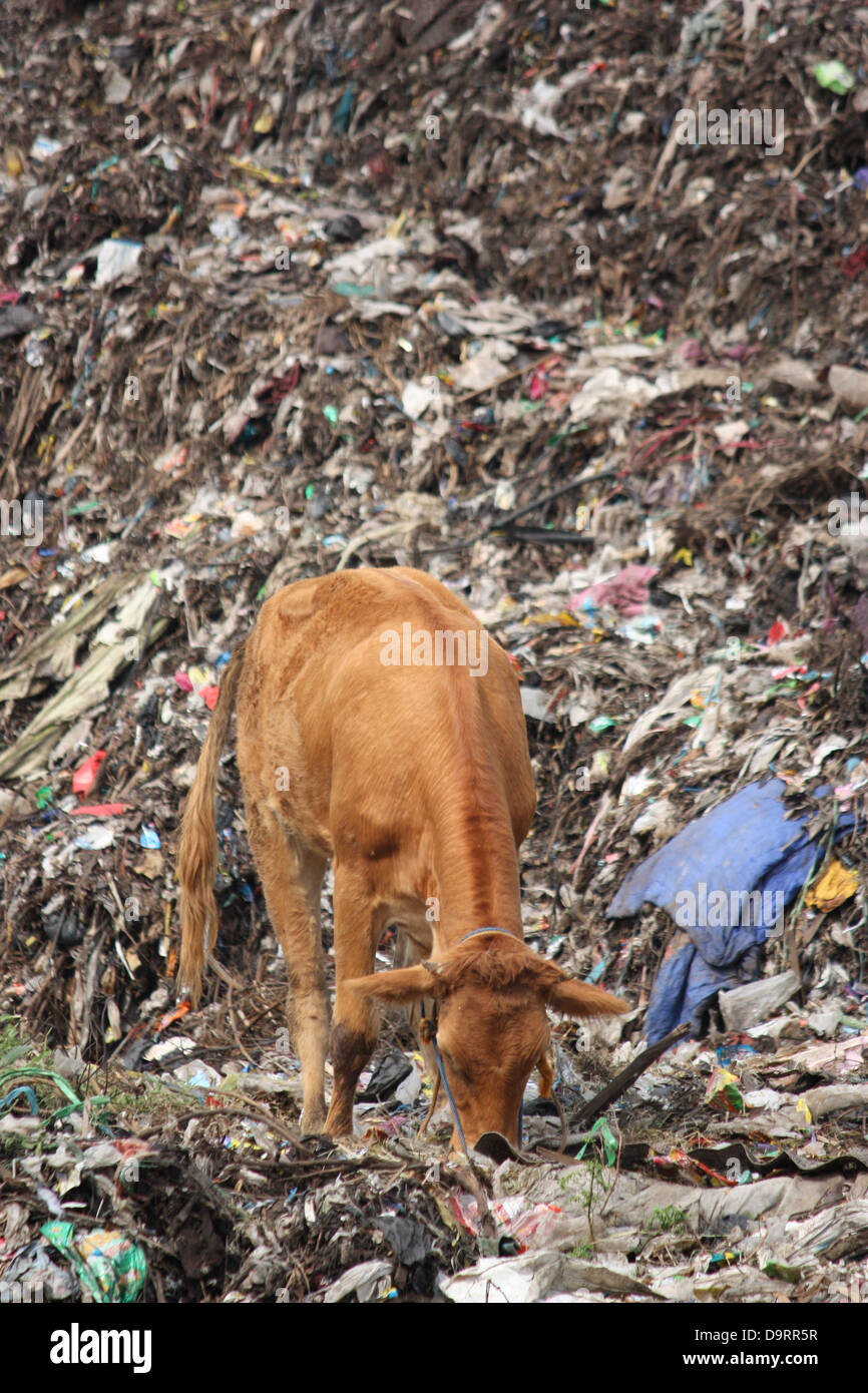 Cow eating garbage hi-res stock photography and images - Alamy