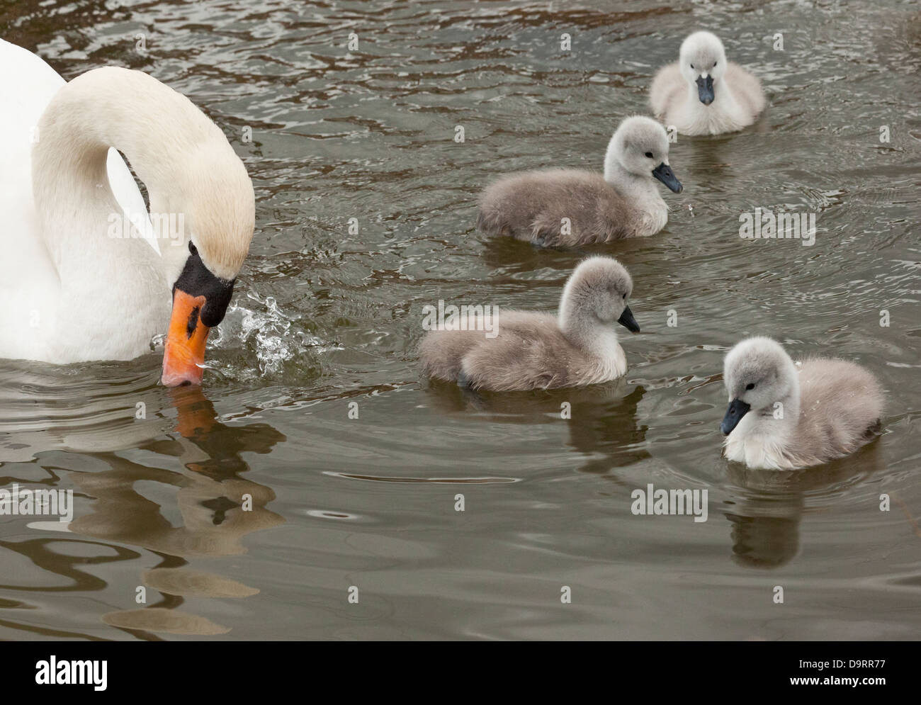 A Mute swan (Cygnus Olor) with her four cygnets swimming and dabbling ...