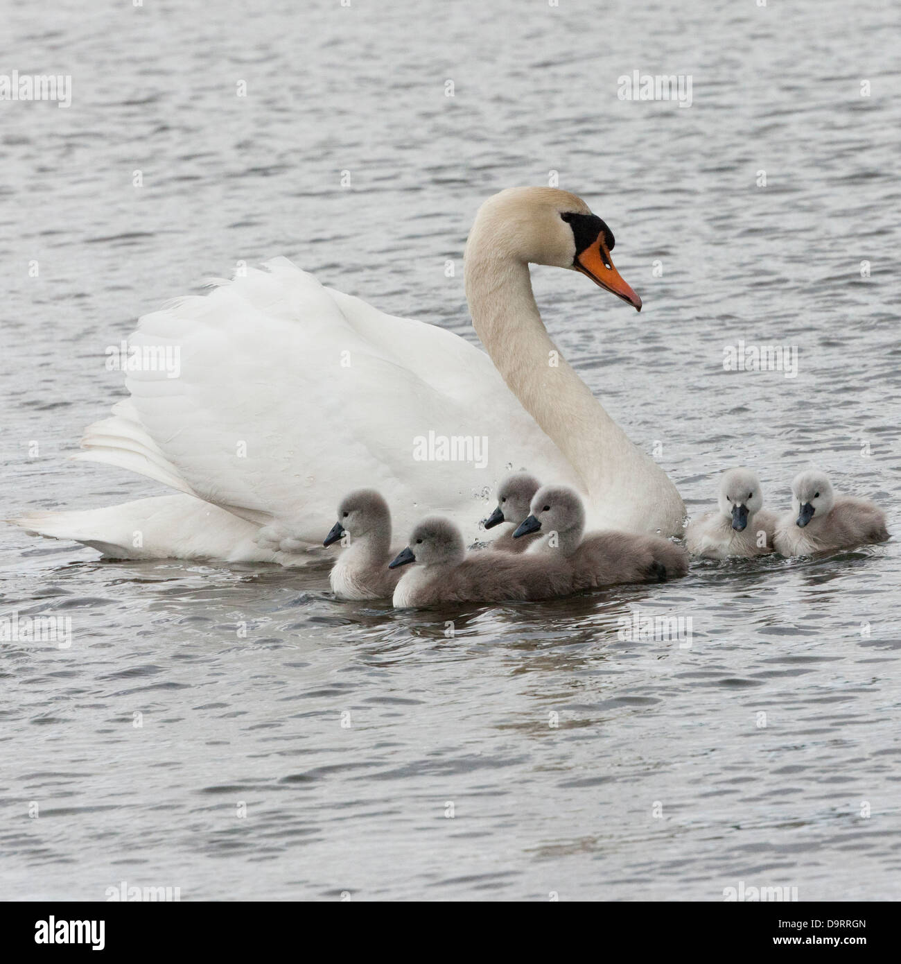 Mute swan cygnets swimming by mom hi-res stock photography and images - Alamy