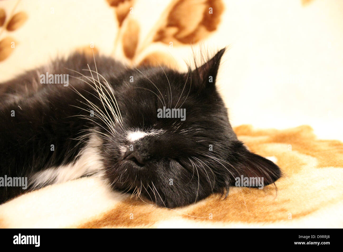 Nice cat head hi-res stock photography and images - Alamy