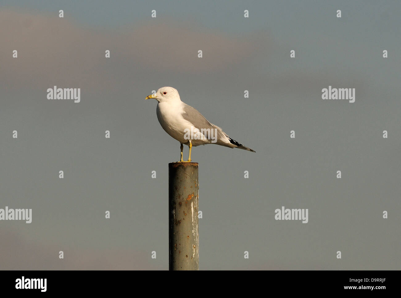 Yellow legs seagull hi-res stock photography and images - Alamy