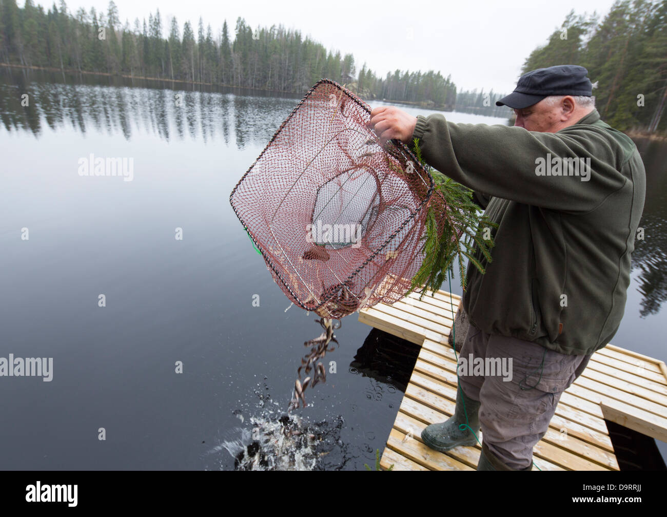 Elderly man releasing small fish from a pot trap ( rysä ) , Finland ...