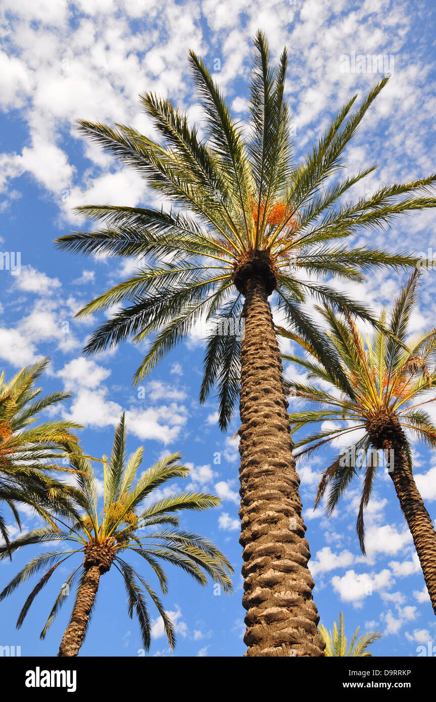 Palm trees with cloudy sky hi-res stock photography and images - Alamy