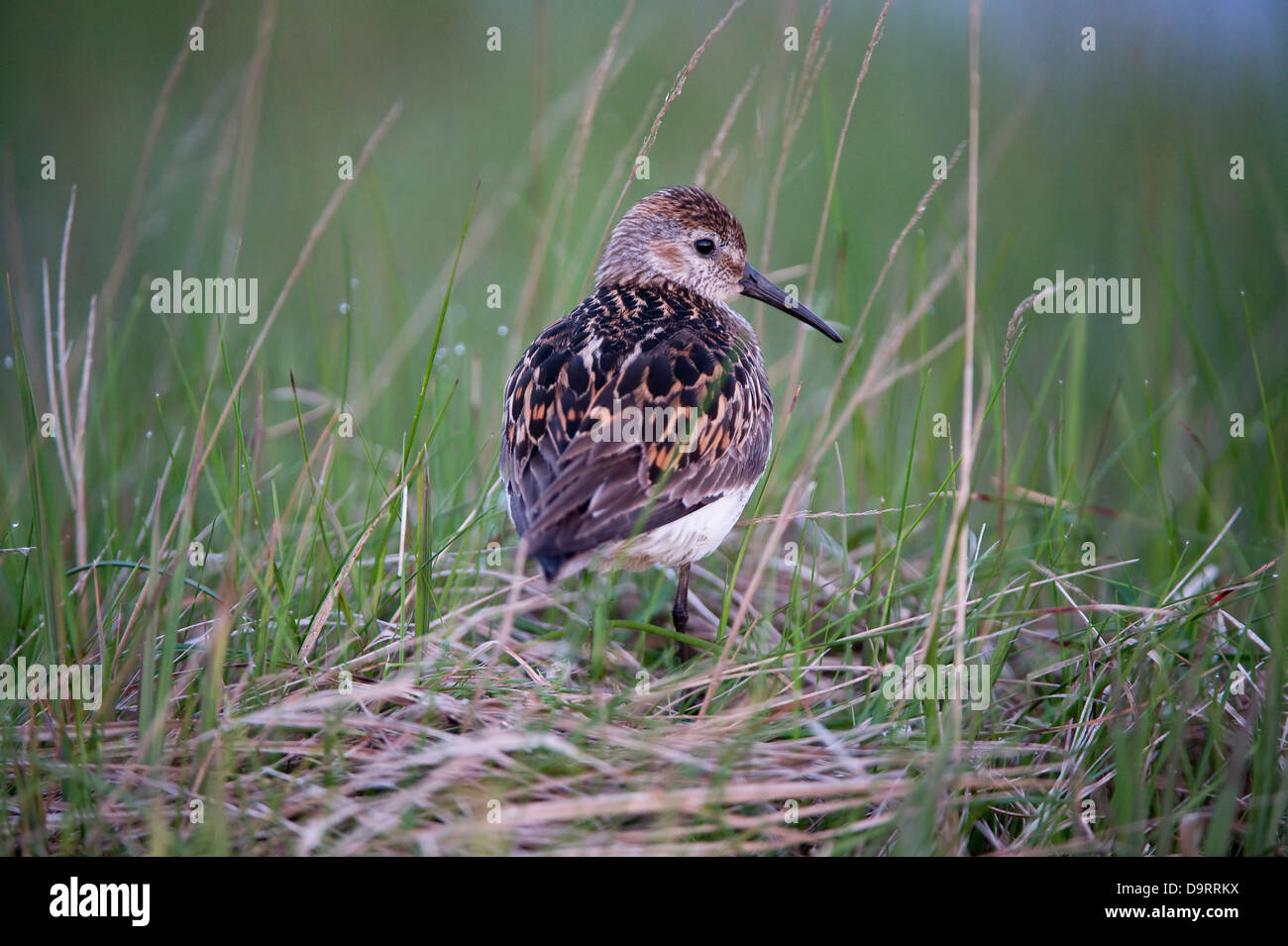 Dunlin nest hi-res stock photography and images - Alamy