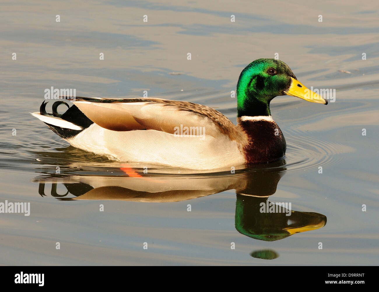Male mallard duck on a pond Stock Photo - Alamy