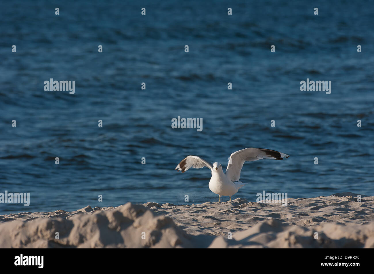 Seagull on the beach Stock Photo - Alamy