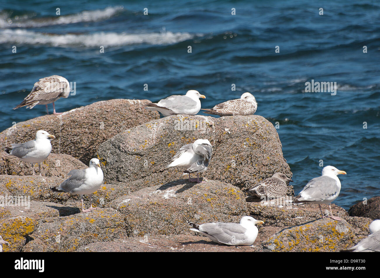 Seagulls on the rocks Stock Photo - Alamy