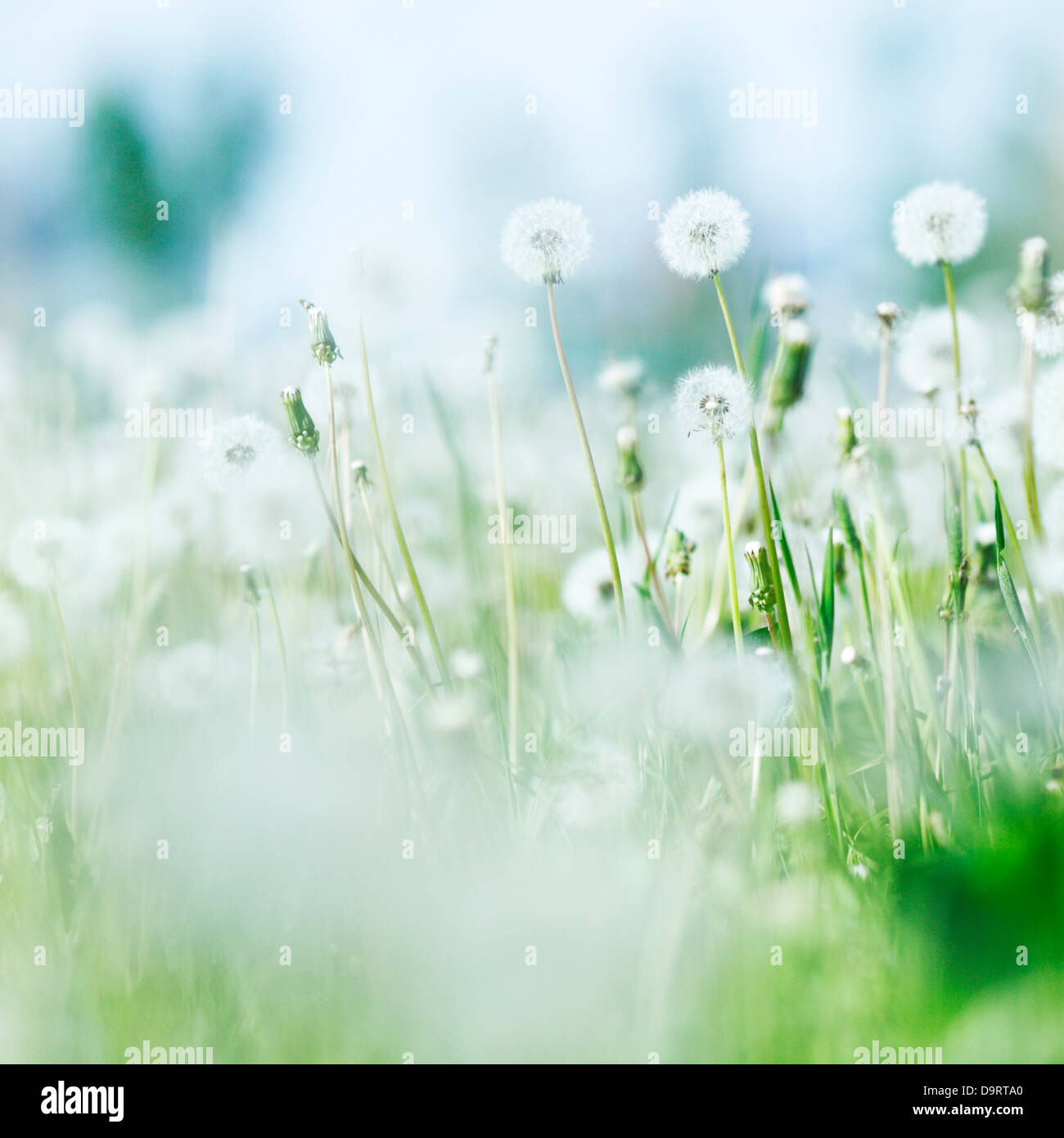 Beautiful white dandelion flowers close-up Stock Photo - Alamy