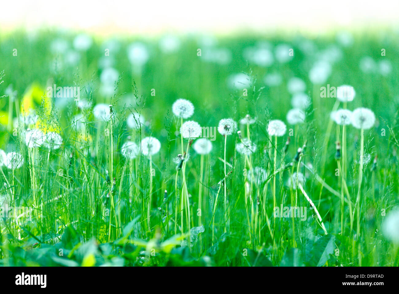 Beautiful white dandelion flowers close-up Stock Photo - Alamy