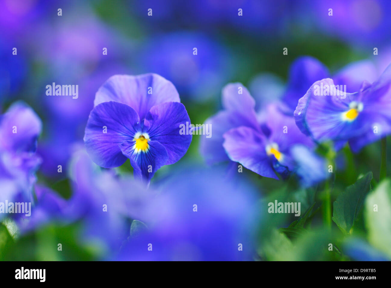 Blue blooming violets hi-res stock photography and images - Alamy