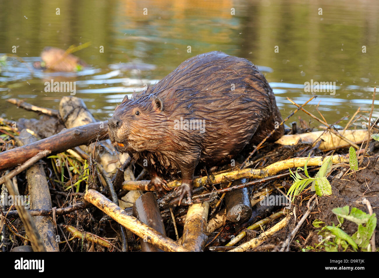 An adult beaver looks up after placing a stick on his dam Stock Photo ...