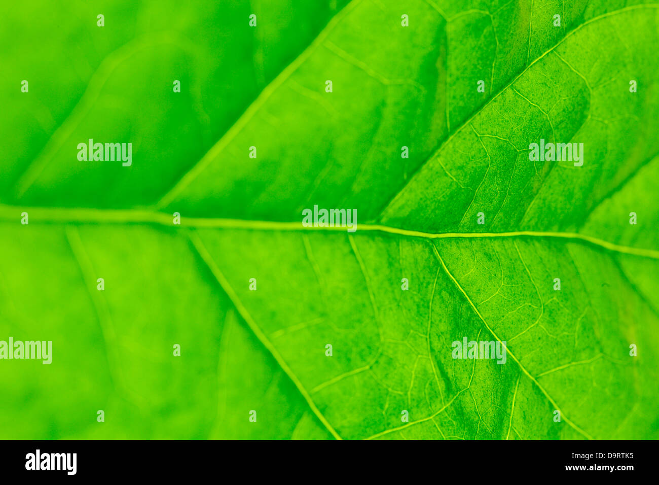 Fresh dreen leaf texture macro close-up Stock Photo - Alamy