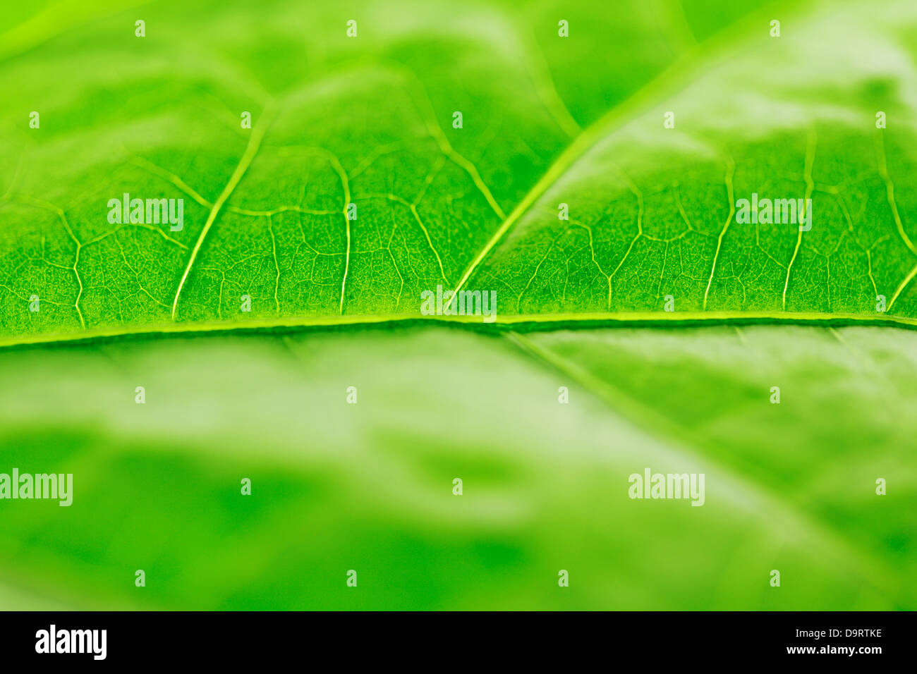 Fresh dreen leaf texture macro close-up Stock Photo - Alamy