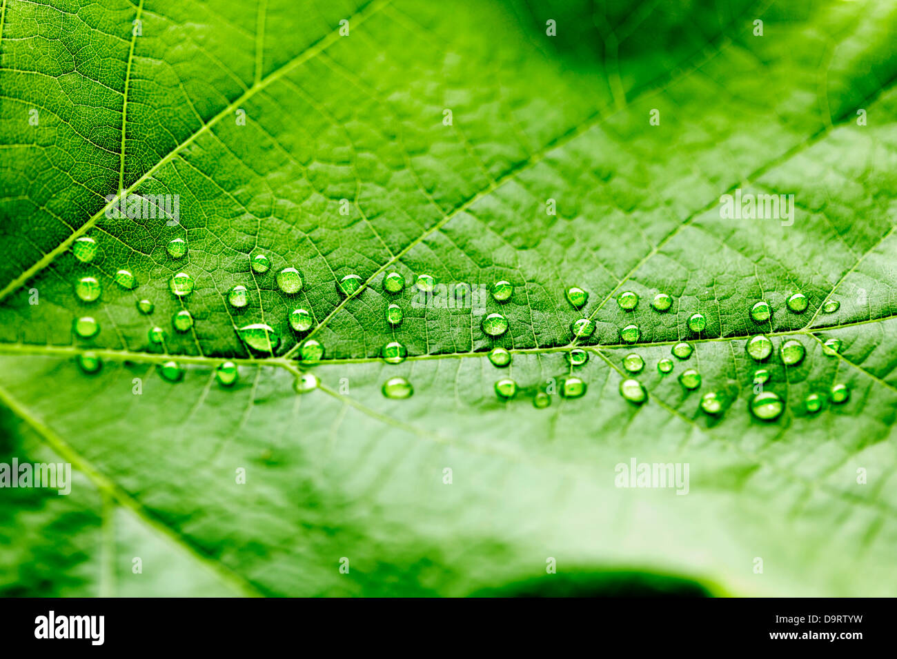 Green leaf with drops of water shaped as word nature Stock Photo - Alamy