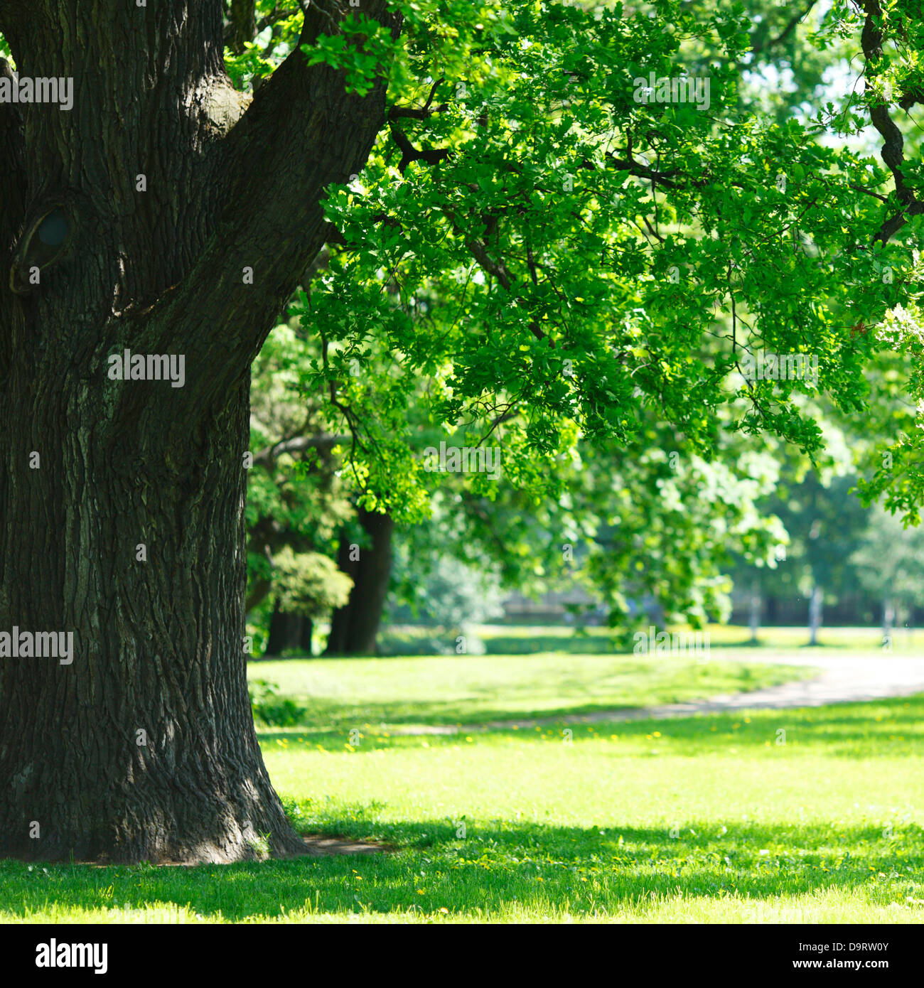 Beautiful oak tree in park at sunny day Stock Photo - Alamy