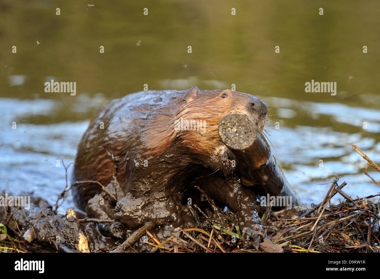 An adult beaver uses his mouth to place a stick on the leaking dam ...