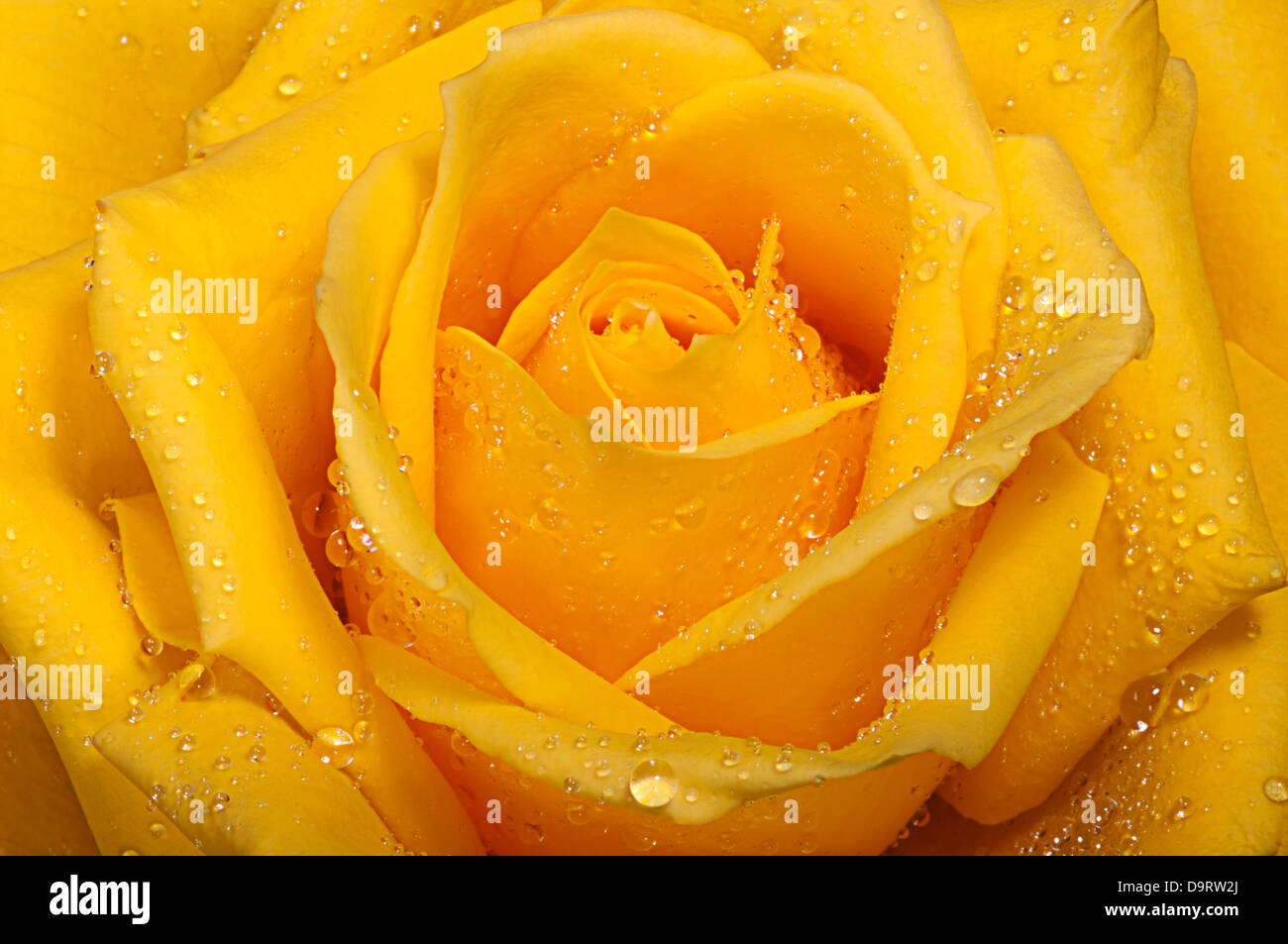 Yellow water rose hi-res stock photography and images - Alamy