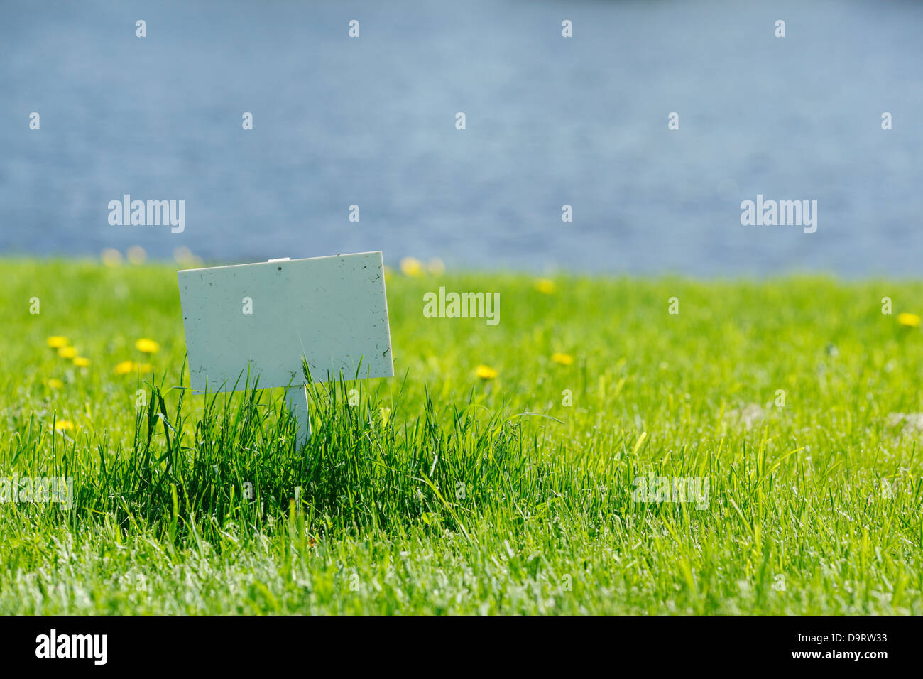 White signboard on grass with dandelion flowers Stock Photo - Alamy