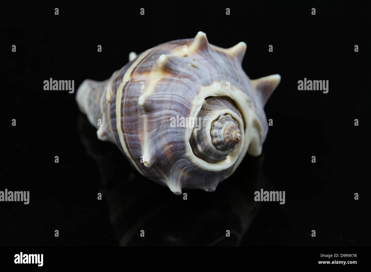 Seashell skeleton hi-res stock photography and images - Alamy