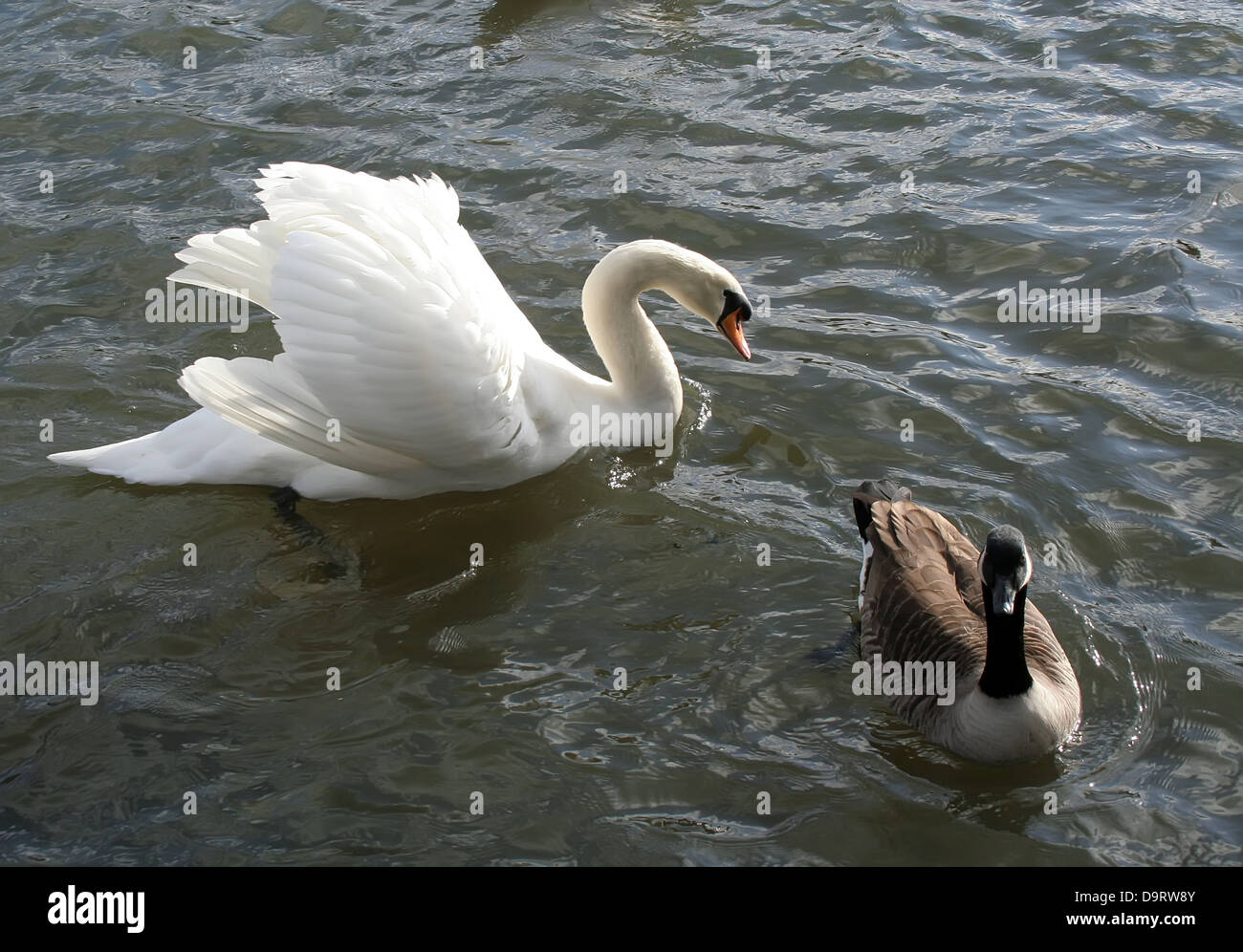 Swan and Duck Stock Photo - Alamy