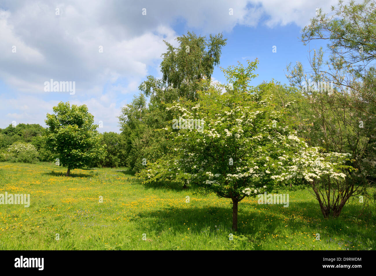 Hawthorn in blossom at Alyn Waters Country Park, Wrexham Stock Photo ...