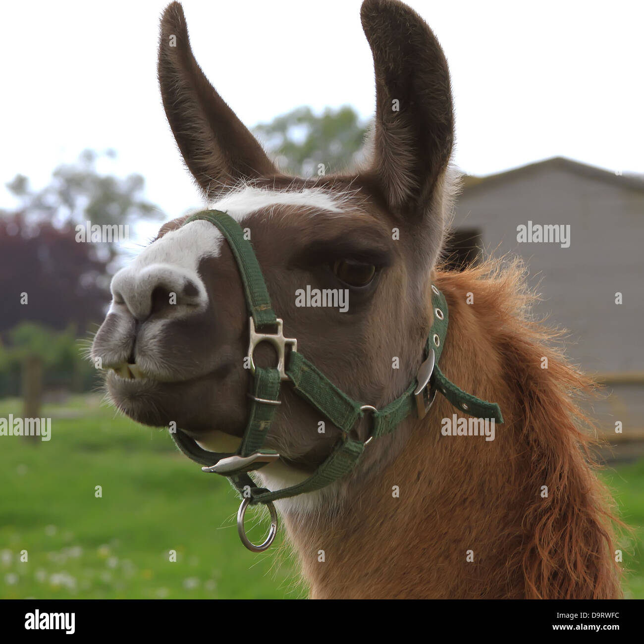 Lama guanico paca hi-res stock photography and images - Alamy