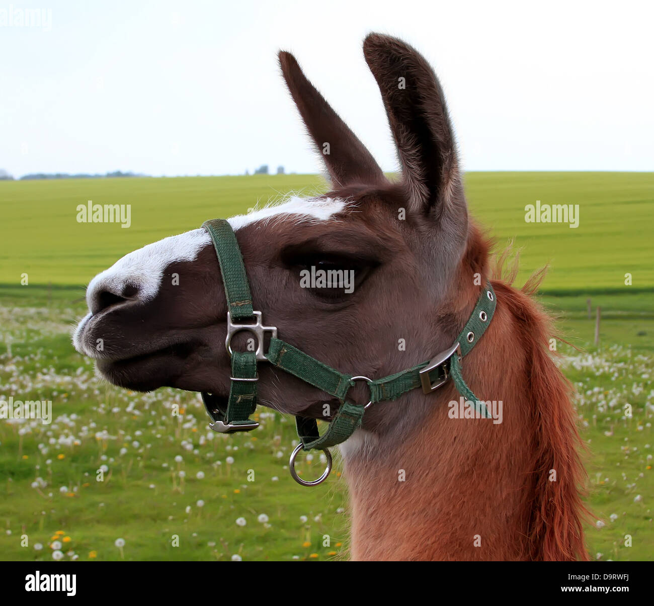 Lama guanico paca hi-res stock photography and images - Alamy