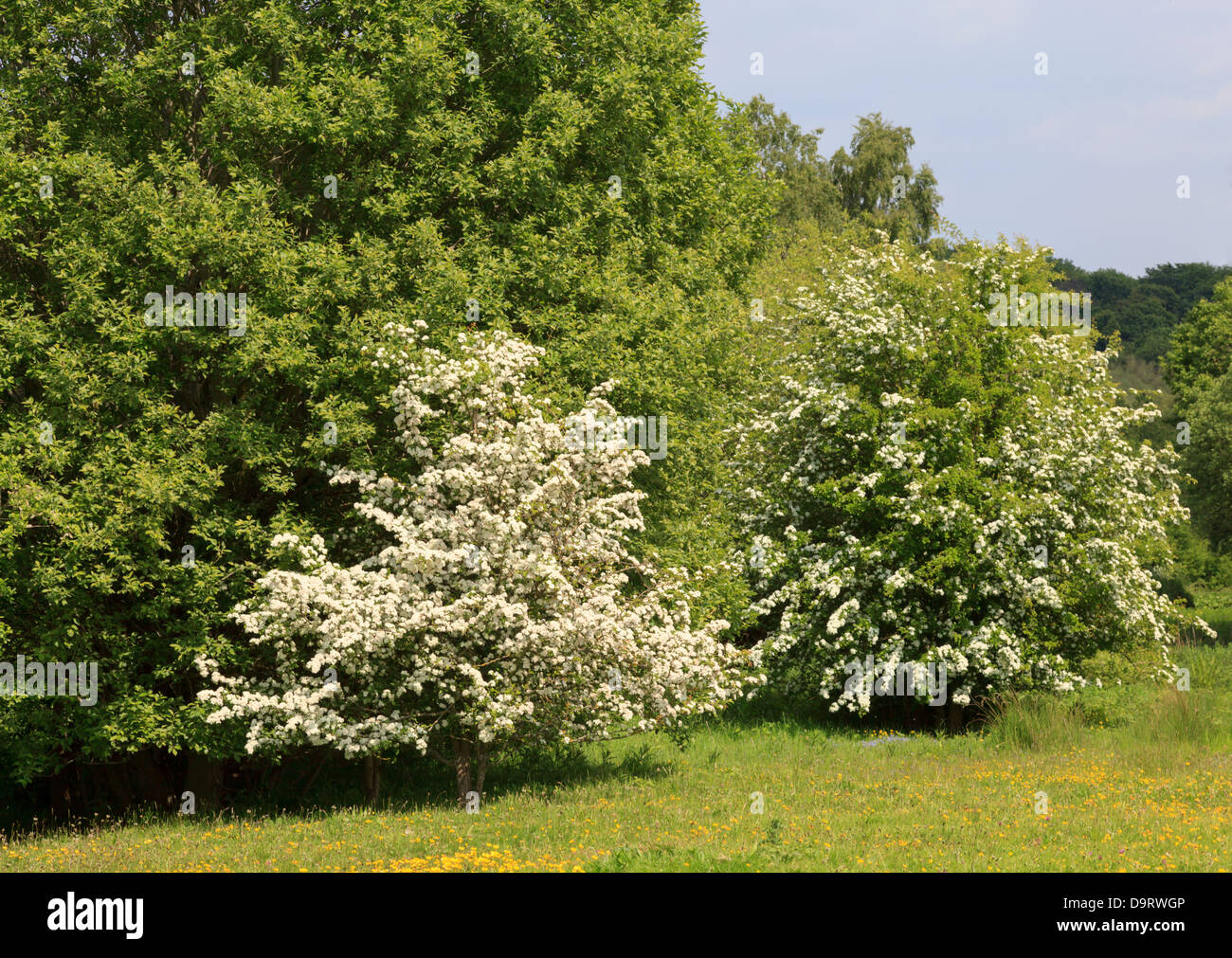 Alyn waters country park hi-res stock photography and images - Alamy