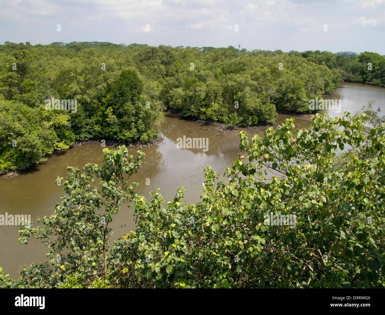 Sungei Buloh wetlands nature reserve, Singapore, Asia Stock Photo - Alamy